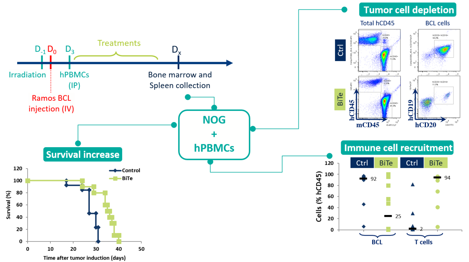 Humanized Models | Oncology | CRO services