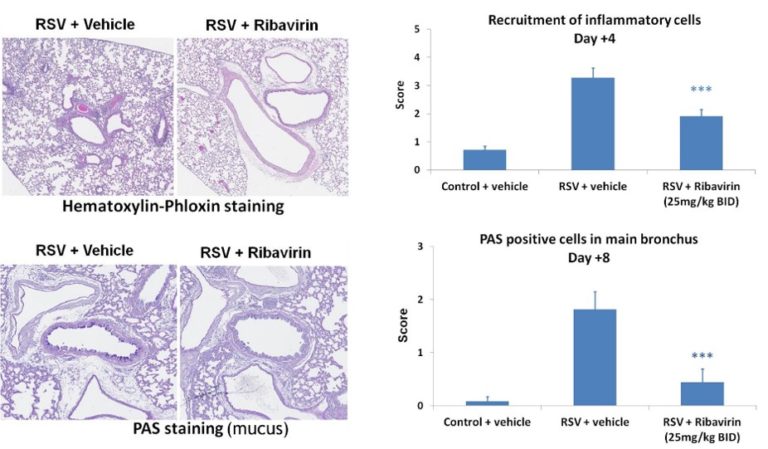 Lung Models | Inflammatory Lung Diseases | CRO services