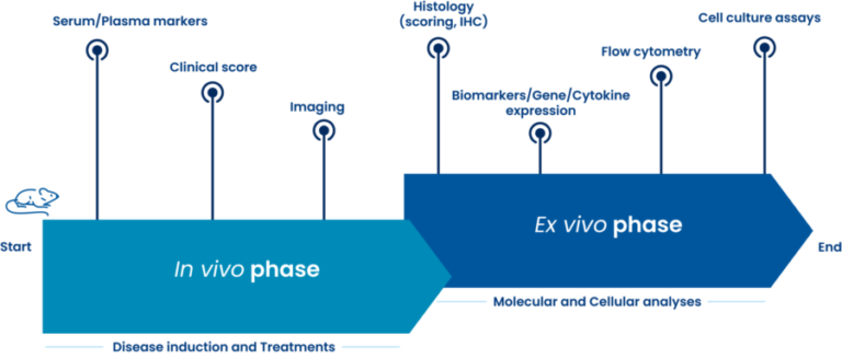 Preclinical Inflammation Models | Oncodesign Services