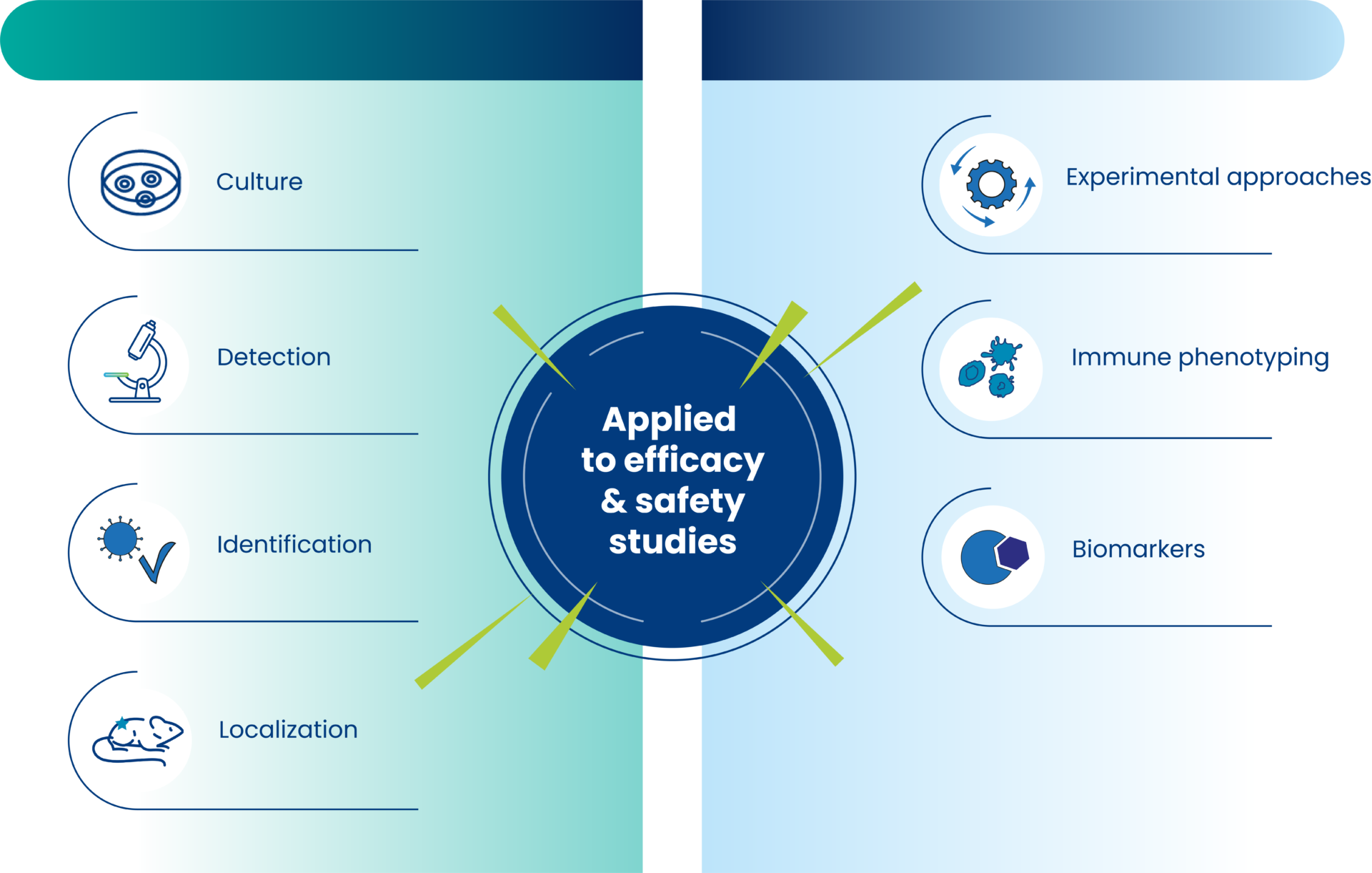 Microbiome Preclinical Research | CRO services