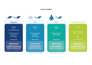 Tumor and Cancer models | Oncology | CRO partner