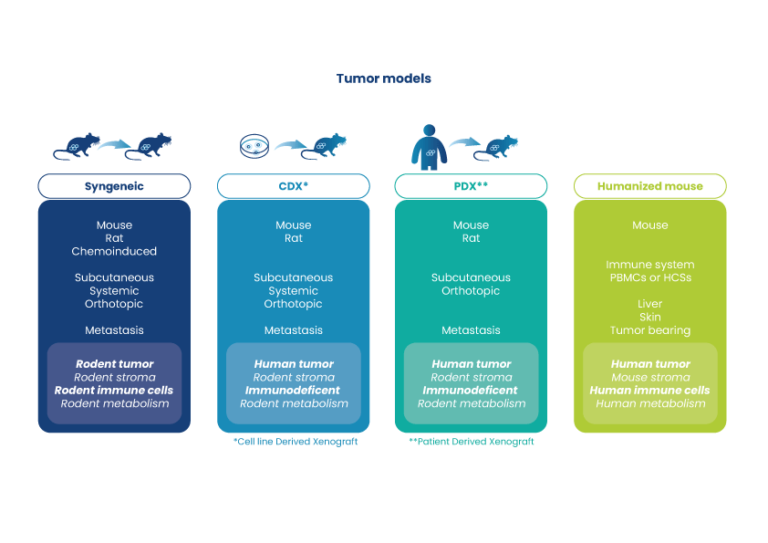 Tumor and Cancer models | Oncology | CRO partner