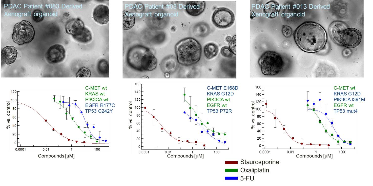 PDX Organoid models | PDXO | CRO