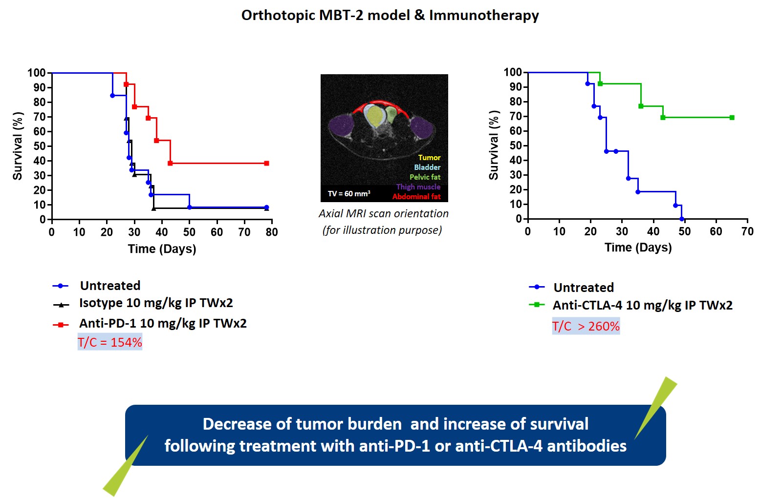 Bladder cancer models | Oncology | CRO services