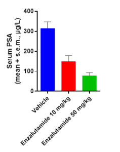 Prostate cancer models | Oncology | CRO services