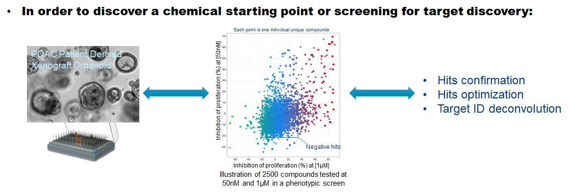 PDX Organoid models | PDXO | CRO