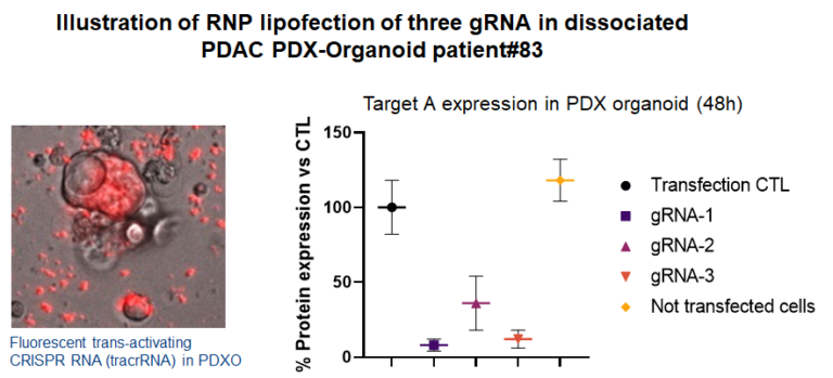 PDX Organoid models | PDXO | CRO