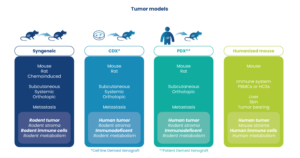 Patient-Derived Xenograft (PDX) models | CRO Services