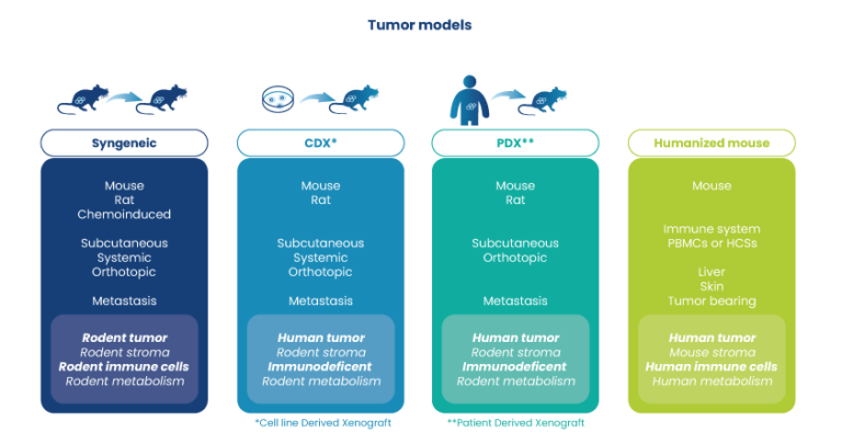 Patient-Derived Xenograft (PDX) models | CRO Services