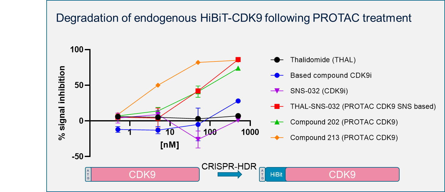 Cell-based assays | Drug Discovery | CRO services
