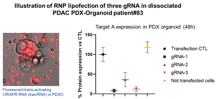 Cell-based assays | Drug Discovery | CRO services