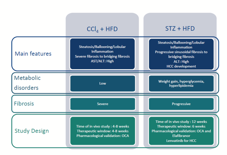 Fibrosis models | Pharmacology support | CRO