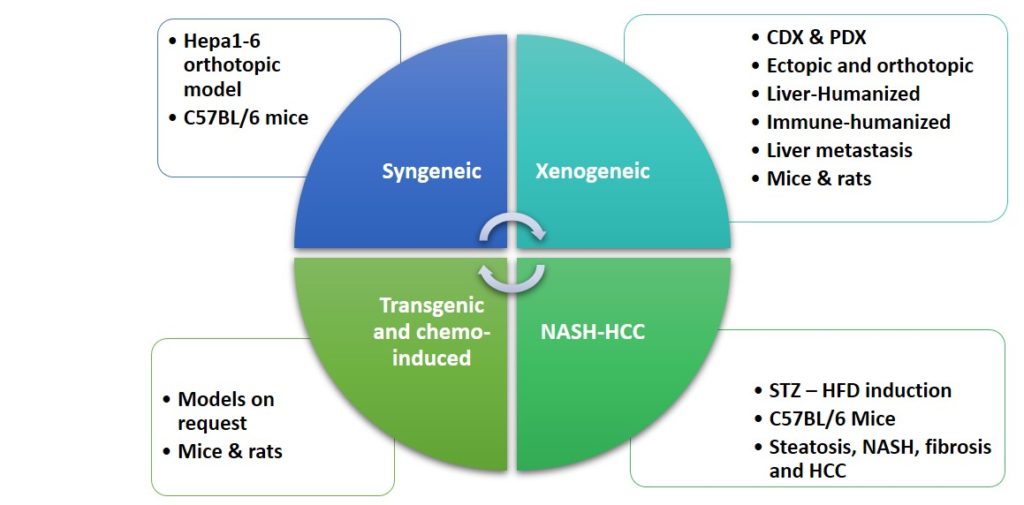 HCC models | Oncology research | CRO