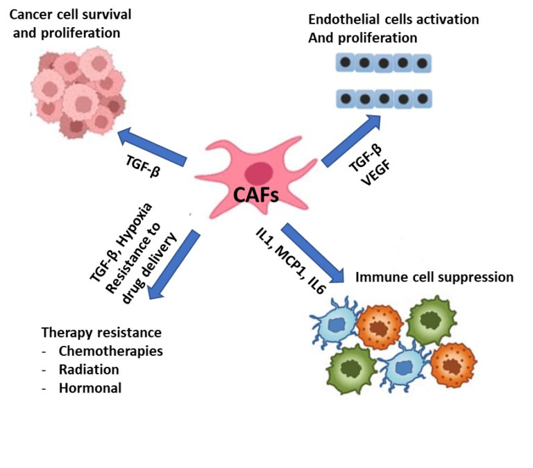 Cancer-Associated Fibroblast (CAFs) | Oncology CRO services