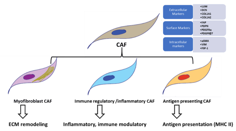 Cancer-Associated Fibroblast (CAFs) | Oncology CRO services
