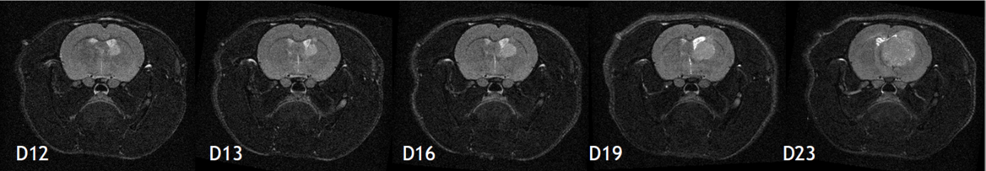 MRI studies | Preclinical Services | Small animal