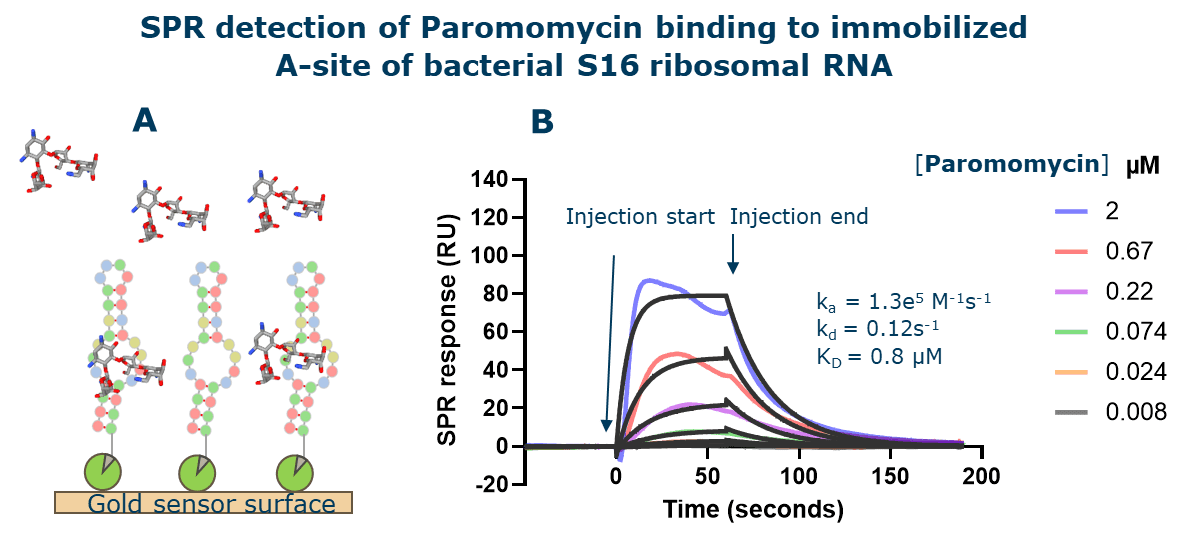 RNA-Targeted Drug Discovery | Small molecule | | CRO Services