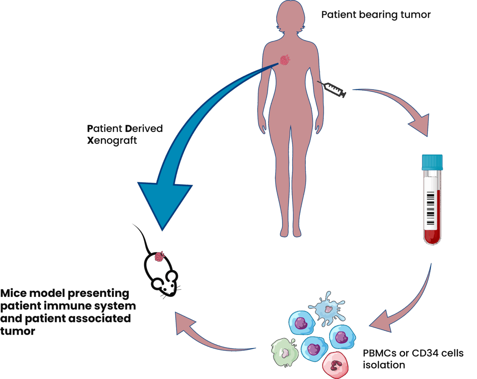 How Humanized Models Advance Oncology Drug Development - Oncodesign ...