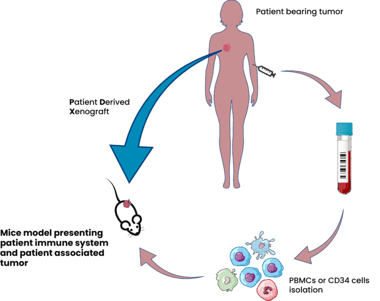 How Humanized Models Advance Oncology Drug Development - Oncodesign Services